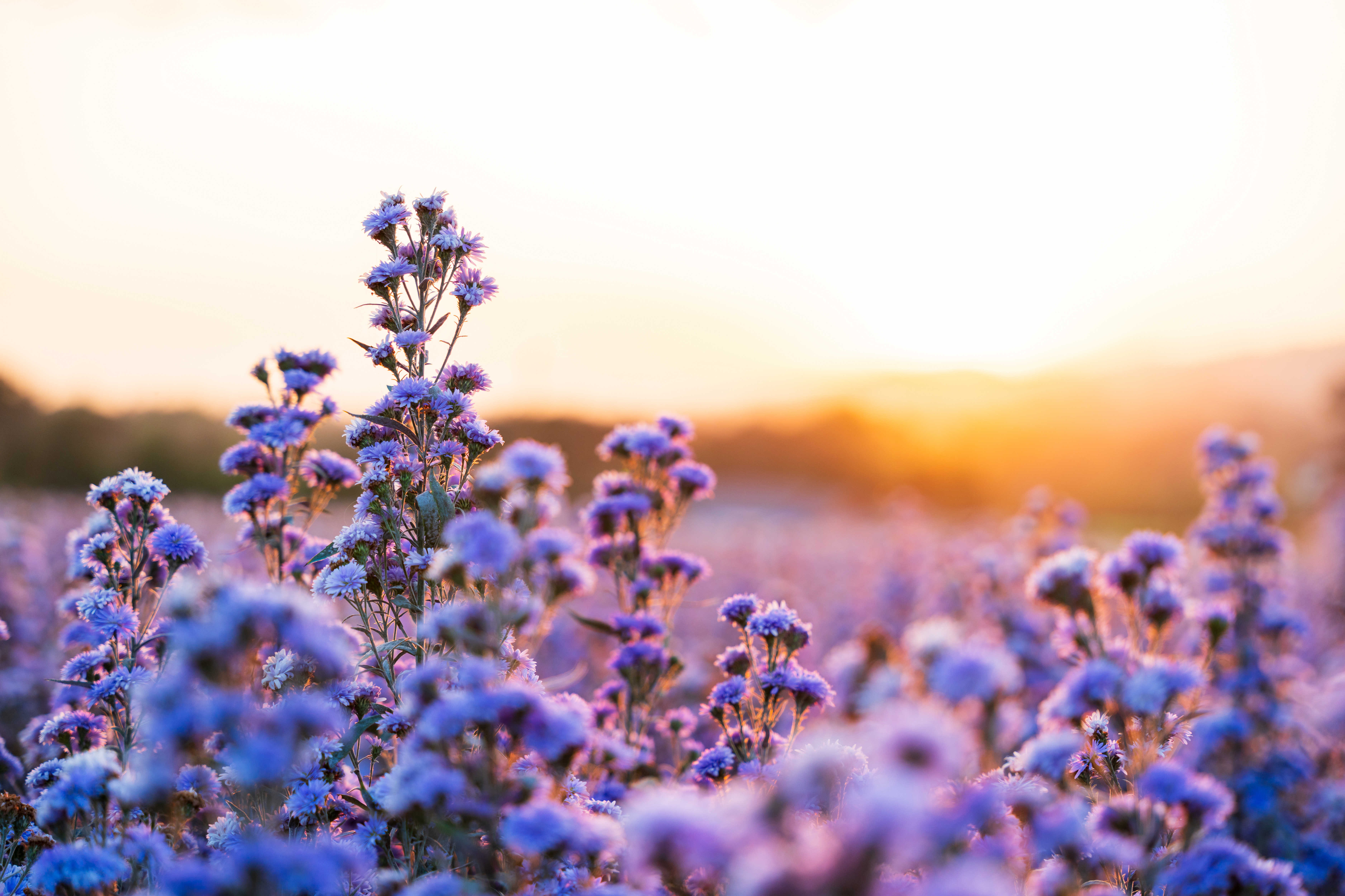 Georgia Funeral Care LLC